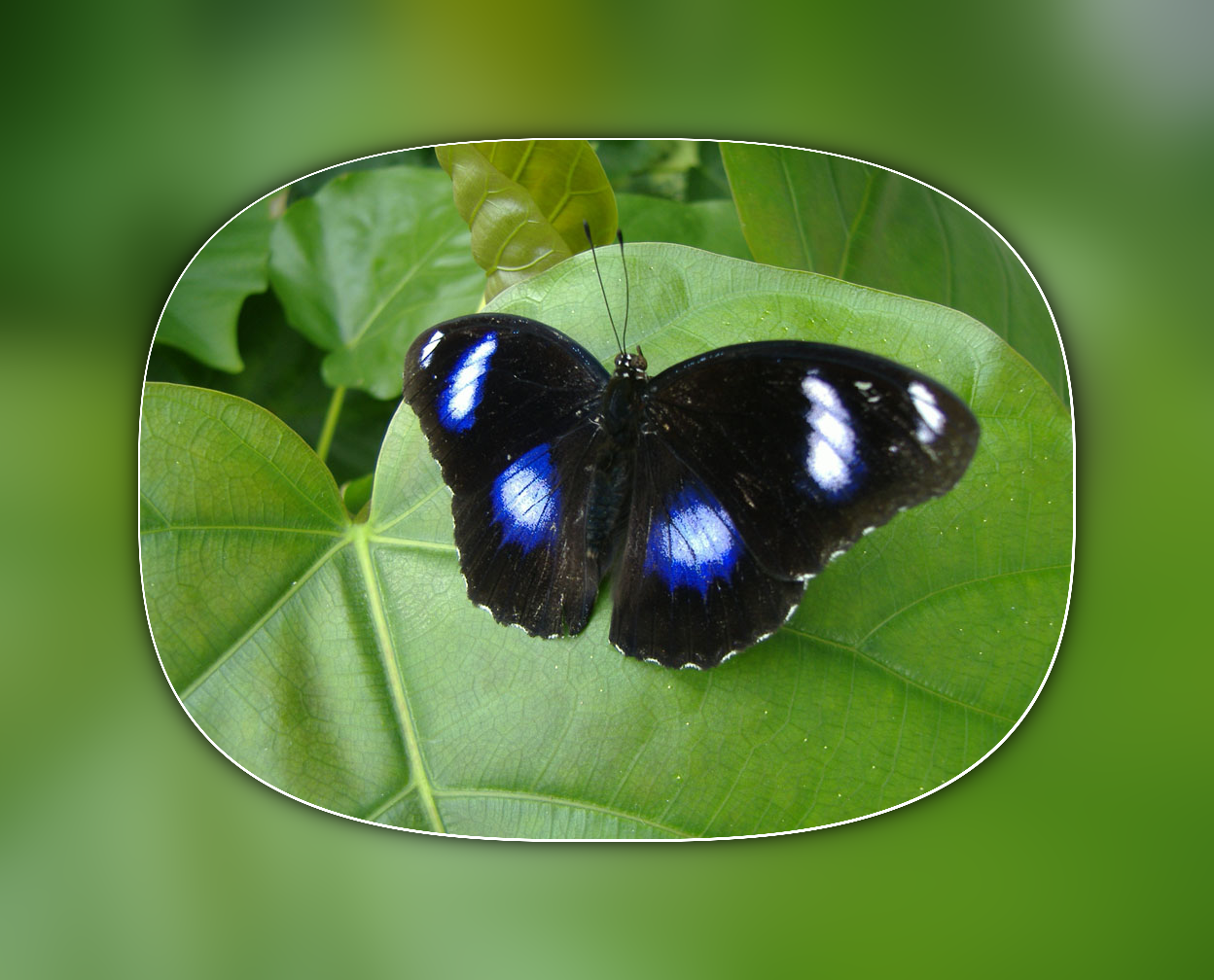 script request, frame technique • GIMP Chat